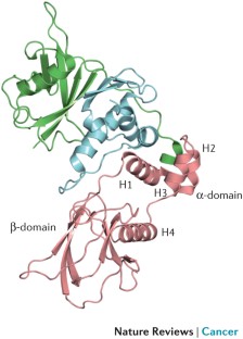 VHL, the story of a tumour suppressor gene | Nature Reviews Cancer