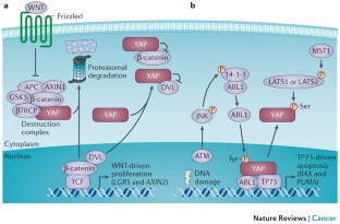 The emerging roles of YAP and TAZ in cancer | Nature Reviews Cancer