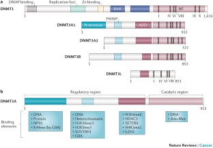 DNMT3A in haematological malignancies | Nature Reviews Cancer