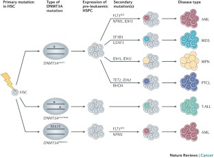 DNMT3A in haematological malignancies | Nature Reviews Cancer