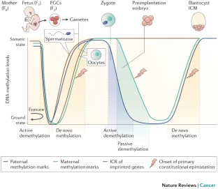 Constitutional epimutation as a mechanism for cancer causality and ...