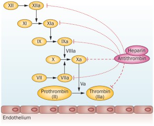 Inherited risk factors for venous thromboembolism | Nature Reviews ...