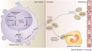 MicroRNAs in platelet function and cardiovascular disease | Nature ...