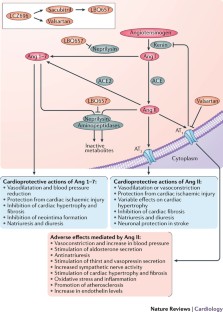 Long-term neprilysin inhibition — implications for ARNIs | Nature ...