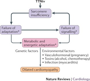 Role of titin in cardiomyopathy: from DNA variants to patient ...