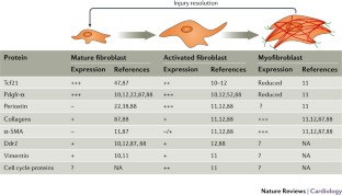 Redefining the identity of cardiac fibroblasts | Nature Reviews Cardiology
