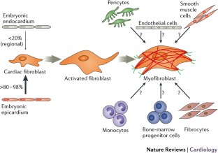 Redefining the identity of cardiac fibroblasts | Nature Reviews Cardiology