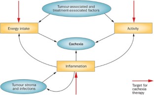Understanding the mechanisms and treatment options in cancer cachexia ...