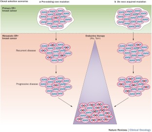 ESR1 mutations—a mechanism for acquired endocrine resistance in breast ...