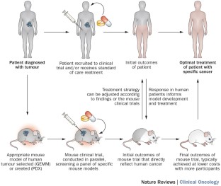 Mouse hospital and co-clinical trial project—from bench to bedside ...