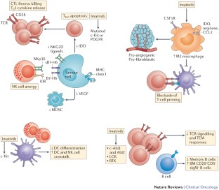 Immunological off-target effects of imatinib | Nature Reviews Clinical ...