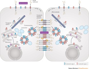 Therapeutic strategies targeting connexins | Nature Reviews Drug Discovery