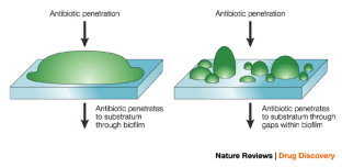 Understanding biofilm resistance to antibacterial agents | Nature ...