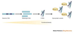 Glycomics: a pathway to a class of new and improved therapeutics ...