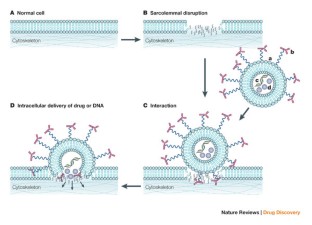 Recent advances with liposomes as pharmaceutical carriers | Nature ...