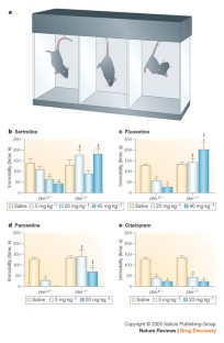 The ascent of mouse: advances in modelling human depression and anxiety ...