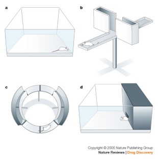 The ascent of mouse: advances in modelling human depression and anxiety ...