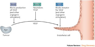 Angiogenesis: an organizing principle for drug discovery? | Nature ...