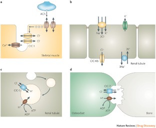 Chloride channels as drug targets | Nature Reviews Drug Discovery