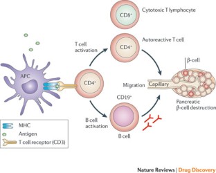 Immunomodulatory therapy to preserve pancreatic β-cell function in type ...