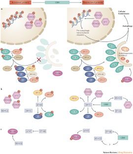 Caloric restriction mimetics: towards a molecular definition | Nature ...