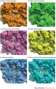 Unleashing the therapeutic potential of human kallikrein-related serine ...