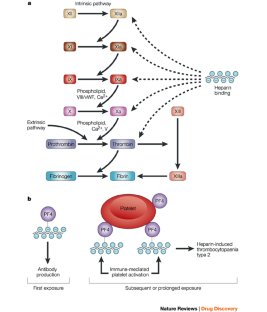 Novel drug development opportunities for heparin | Nature Reviews Drug ...