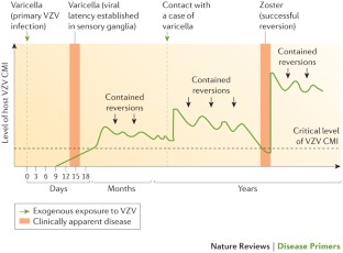 Varicella zoster virus infection | Nature Reviews Disease Primers