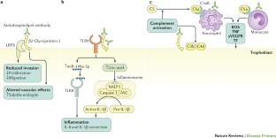 Antiphospholipid syndrome | Nature Reviews Disease Primers