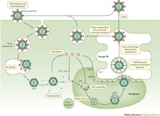 Rotavirus infection | Nature Reviews Disease Primers