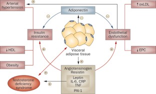 Testosterone deficiency, insulin resistance and the metabolic syndrome ...