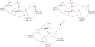 Glycogen storage disease type I and G6Pase-β deficiency: etiology and ...