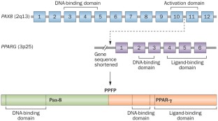 Pax-8–PPAR-γ fusion protein in thyroid carcinoma | Nature Reviews Endocrinology