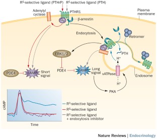 PTH receptor-1 signalling—mechanistic insights and therapeutic prospects | Nature Reviews ...