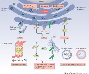 Endoplasmic reticulum proteostasis in hepatic steatosis | Nature ...