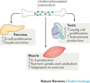 Osteocalcin in the brain: from embryonic development to age-related ...