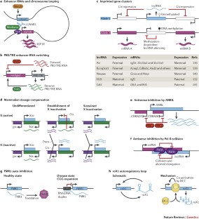 Unique features of long non-coding RNA biogenesis and function | Nature ...