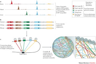 Role of non-coding sequence variants in cancer | Nature Reviews Genetics