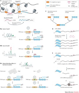 Role of non-coding sequence variants in cancer | Nature Reviews Genetics