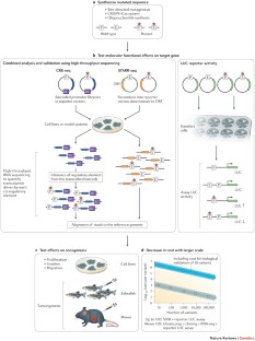 Role of non-coding sequence variants in cancer | Nature Reviews Genetics