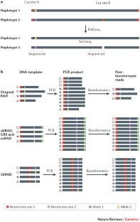 Harnessing the power of RADseq for ecological and evolutionary genomics ...
