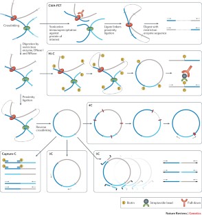 Organization and function of the 3D genome | Nature Reviews Genetics