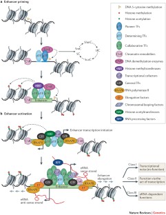 Enhancers as non-coding RNA transcription units: recent insights and ...