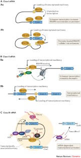 Enhancers as non-coding RNA transcription units: recent insights and ...