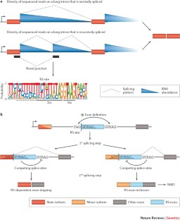 Lessons from non-canonical splicing | Nature Reviews Genetics
