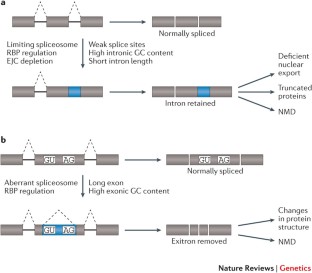 Lessons from non-canonical splicing | Nature Reviews Genetics