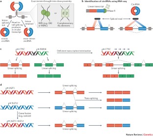 Lessons from non-canonical splicing | Nature Reviews Genetics