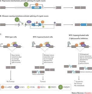 Lessons from non-canonical splicing | Nature Reviews Genetics