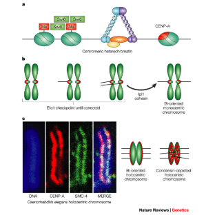 Condensin and cohesin: more than chromosome compactor and glue | Nature ...