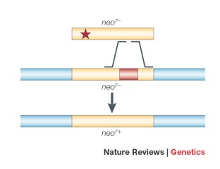 Gene targeting in mice: functional analysis of the mammalian genome for ...